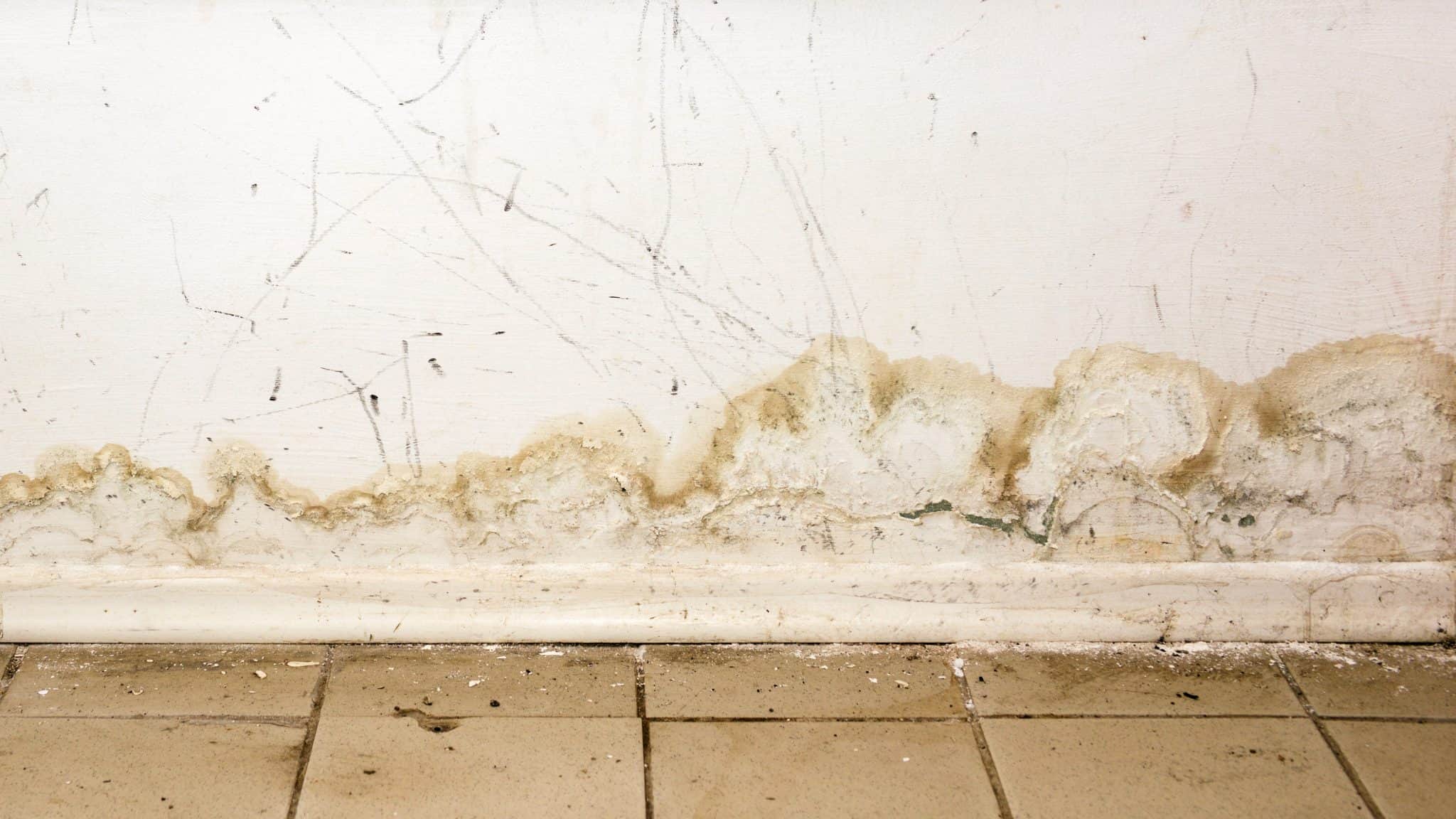 What Happens When Drywall Is Wet? Complete Guide! – www.drenovator.com